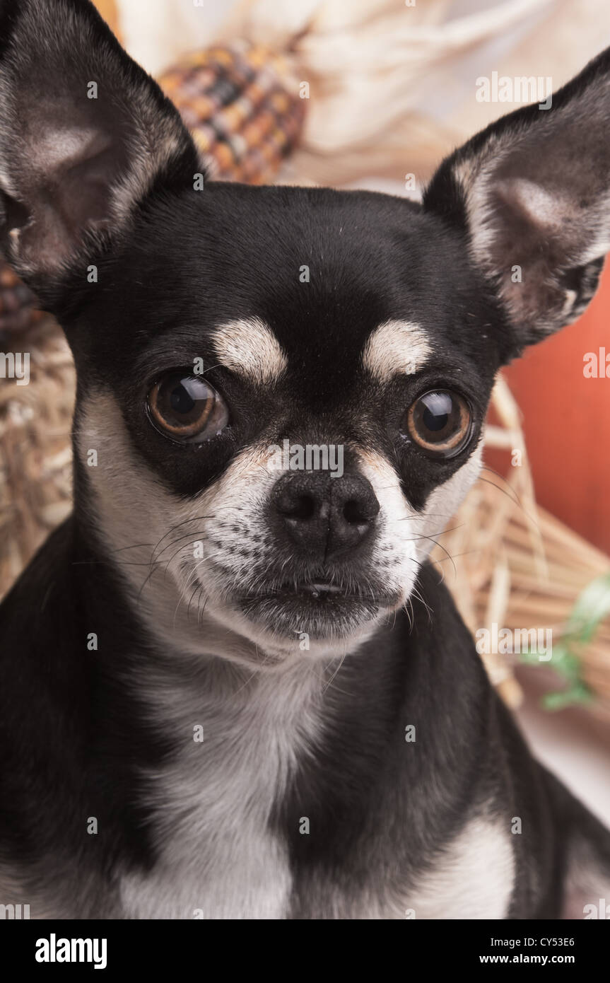 Cute chihuahua close up view with pumpkins, Indian Corn, and hay stack ...