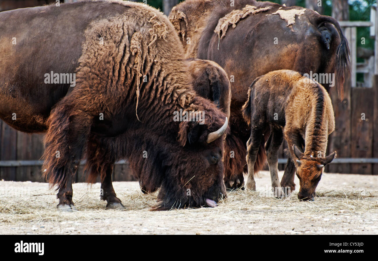 Bison cub hi-res stock photography and images - Alamy