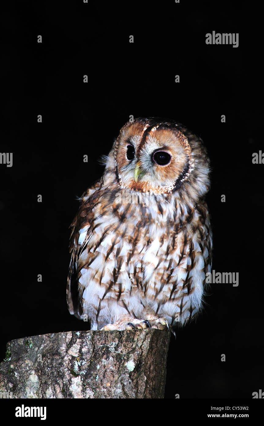 tawny owl strix aluco Stock Photo - Alamy