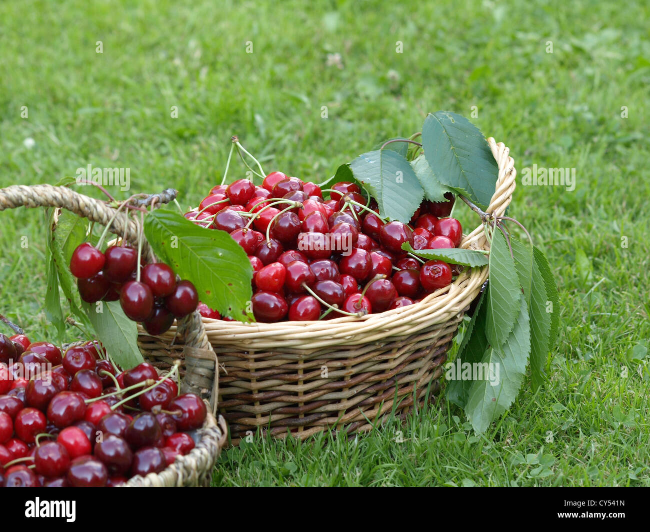 cherry basket, fruit basket / Kirschkorb, Obstkorb Stock Photo - Alamy