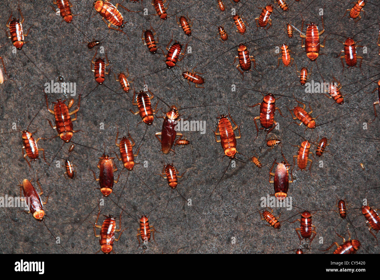 Cockroaches in Black Cave, Gomantong Caves, Lower Kinabatangan area ...