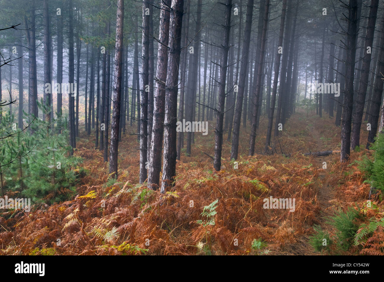 Woodland colour in Autumn fog October Norfolk UK Stock Photo - Alamy