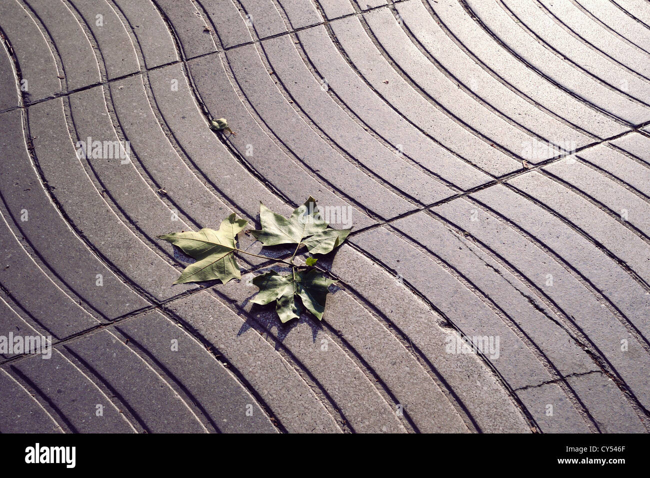 pavement wave pattern of famous La Rambla street in Barcelona with ...