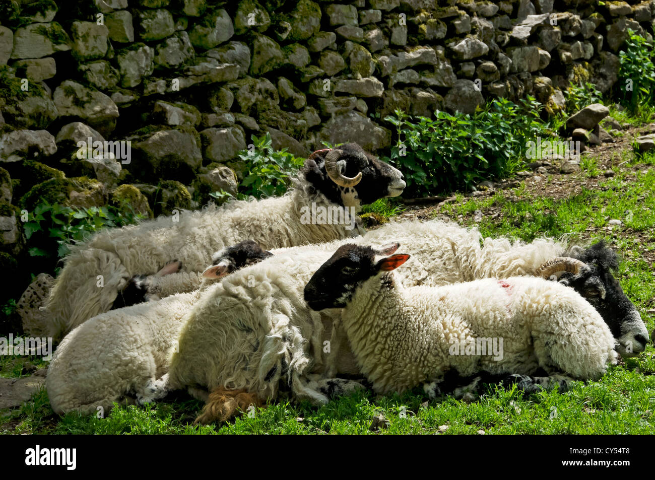 English farm animals hi-res stock photography and images - Alamy