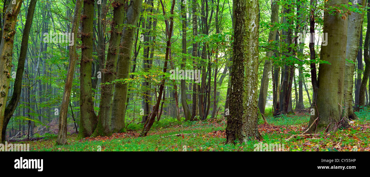 Mixed forest (beech, hornbeam and oak ) in a misty day, autumn ...
