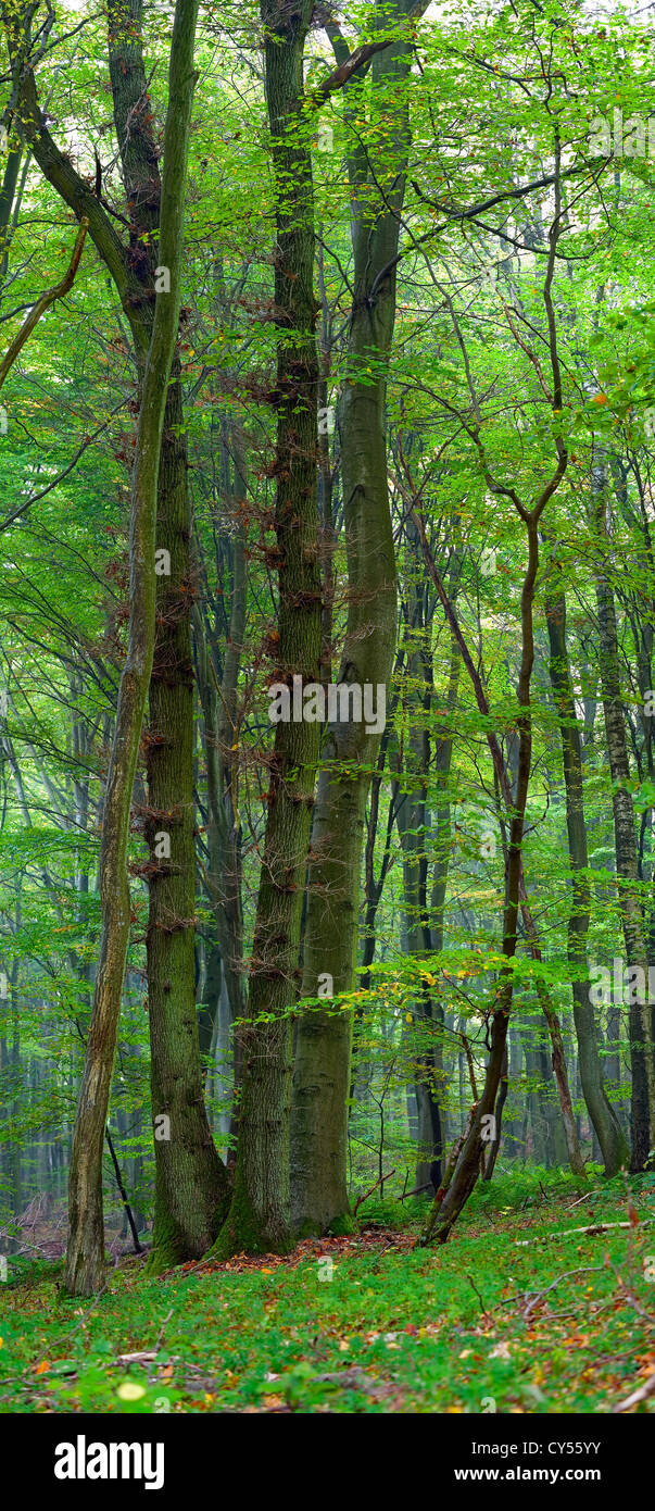 Mixed forest (beech, hornbeam and oak ) in a misty day, autumn ...