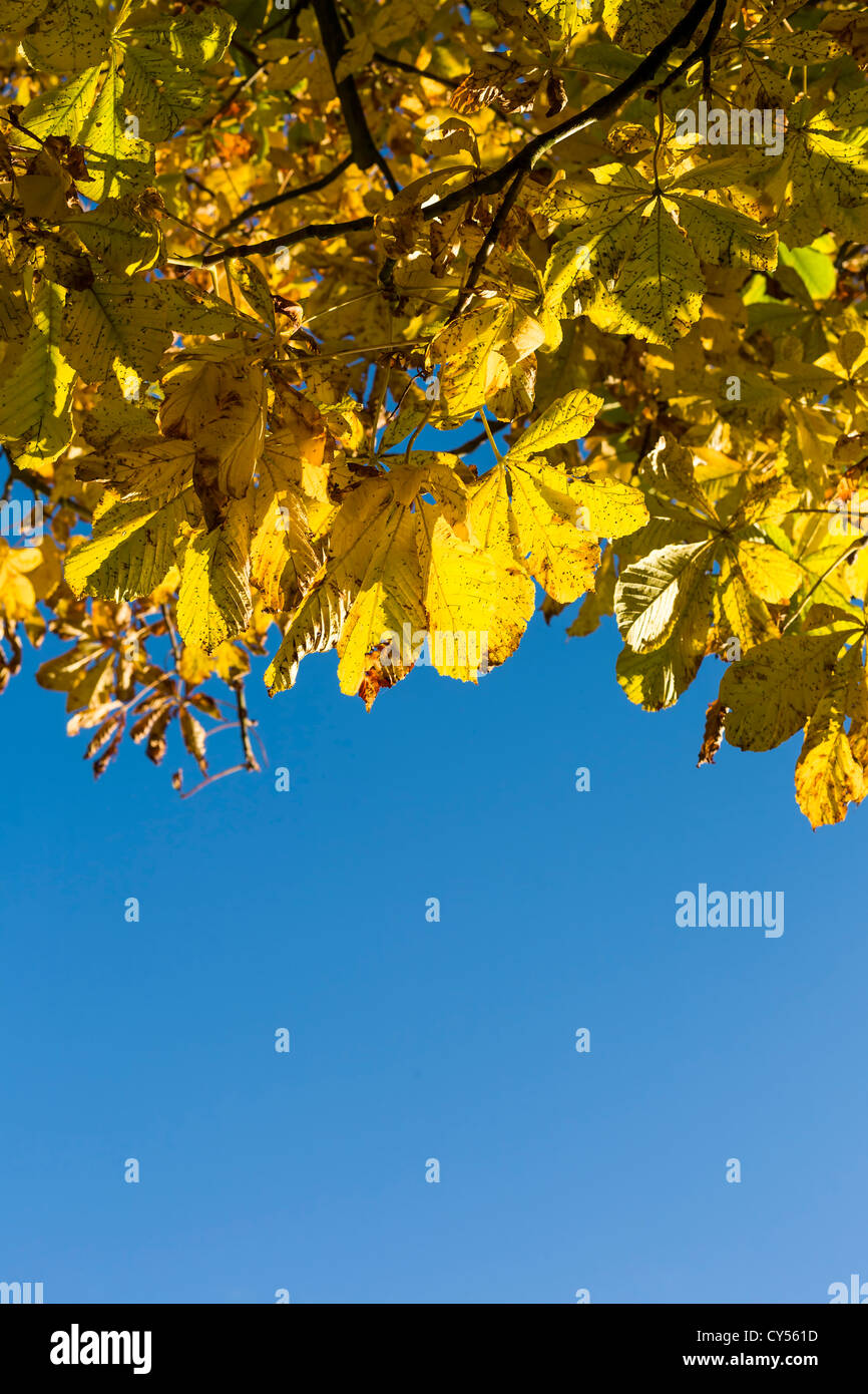 Yellow Horse Chestnut leaves against a blue sky Stock Photo - Alamy