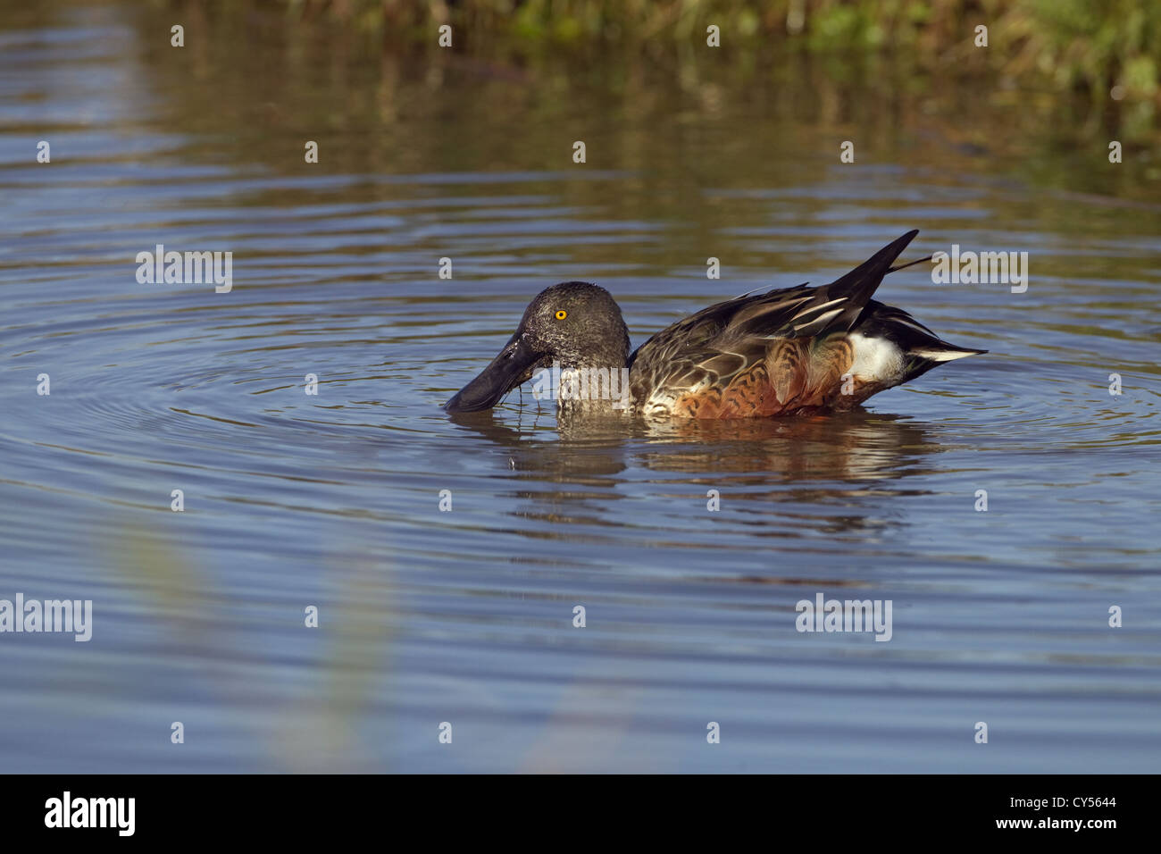 Shoveler Anas clypeata drake in eclipse plumage Stock Photo - Alamy