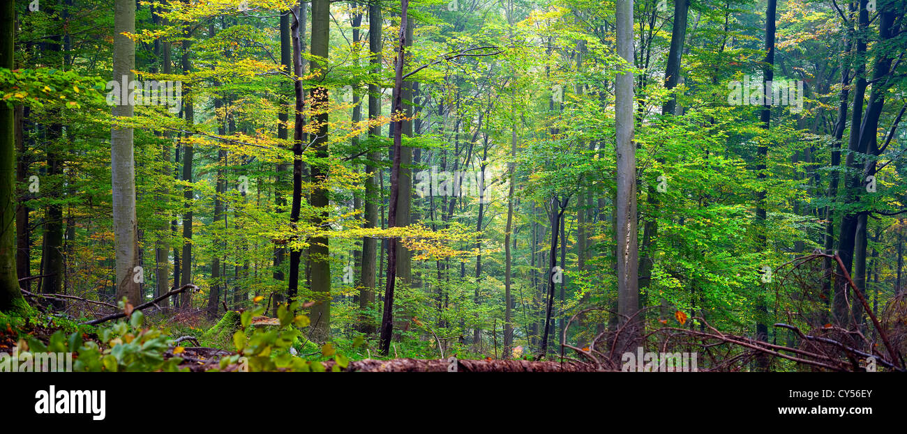 Mixed forest (beech, hornbeam and oak ) in a misty day, autumn ...