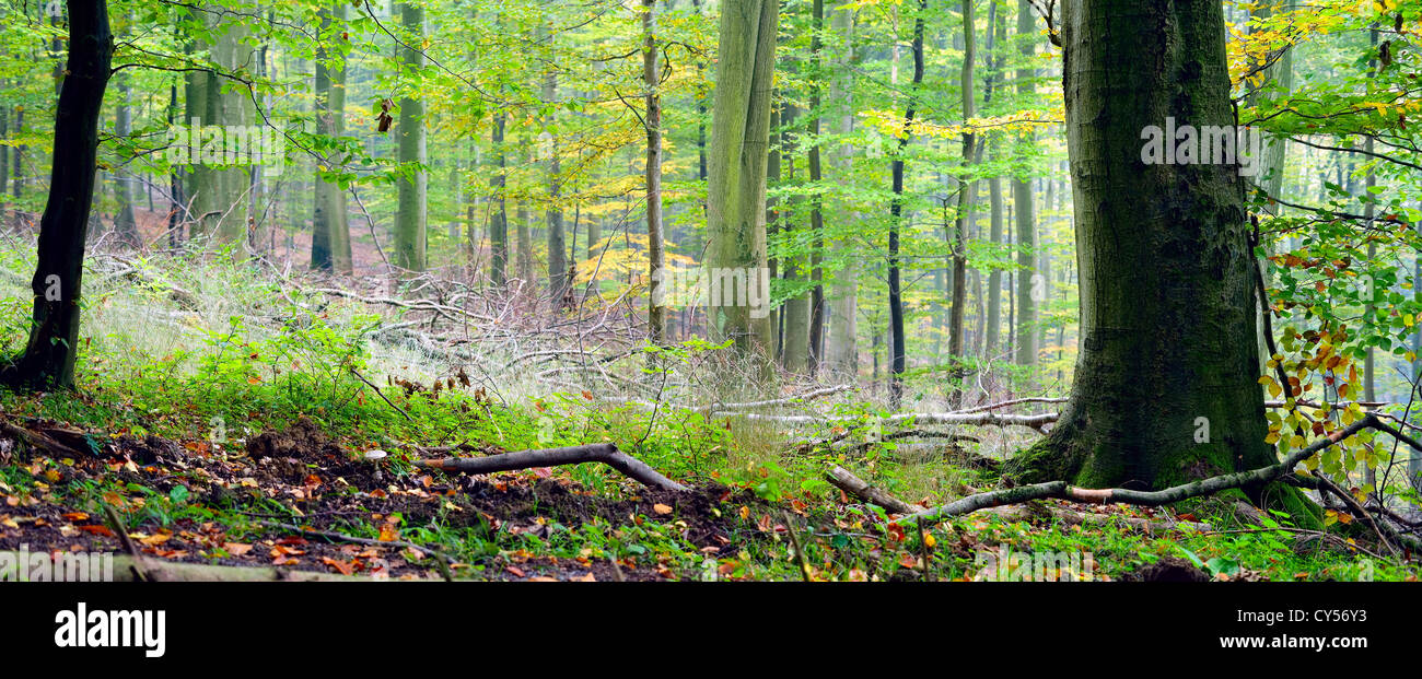 Mixed forest (beech, hornbeam and oak ) in a misty day, autumn ...