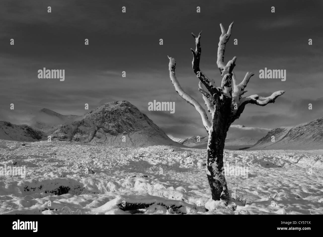 Dead tree of Rannoch Moor, Scotland, UK Stock Photo - Alamy