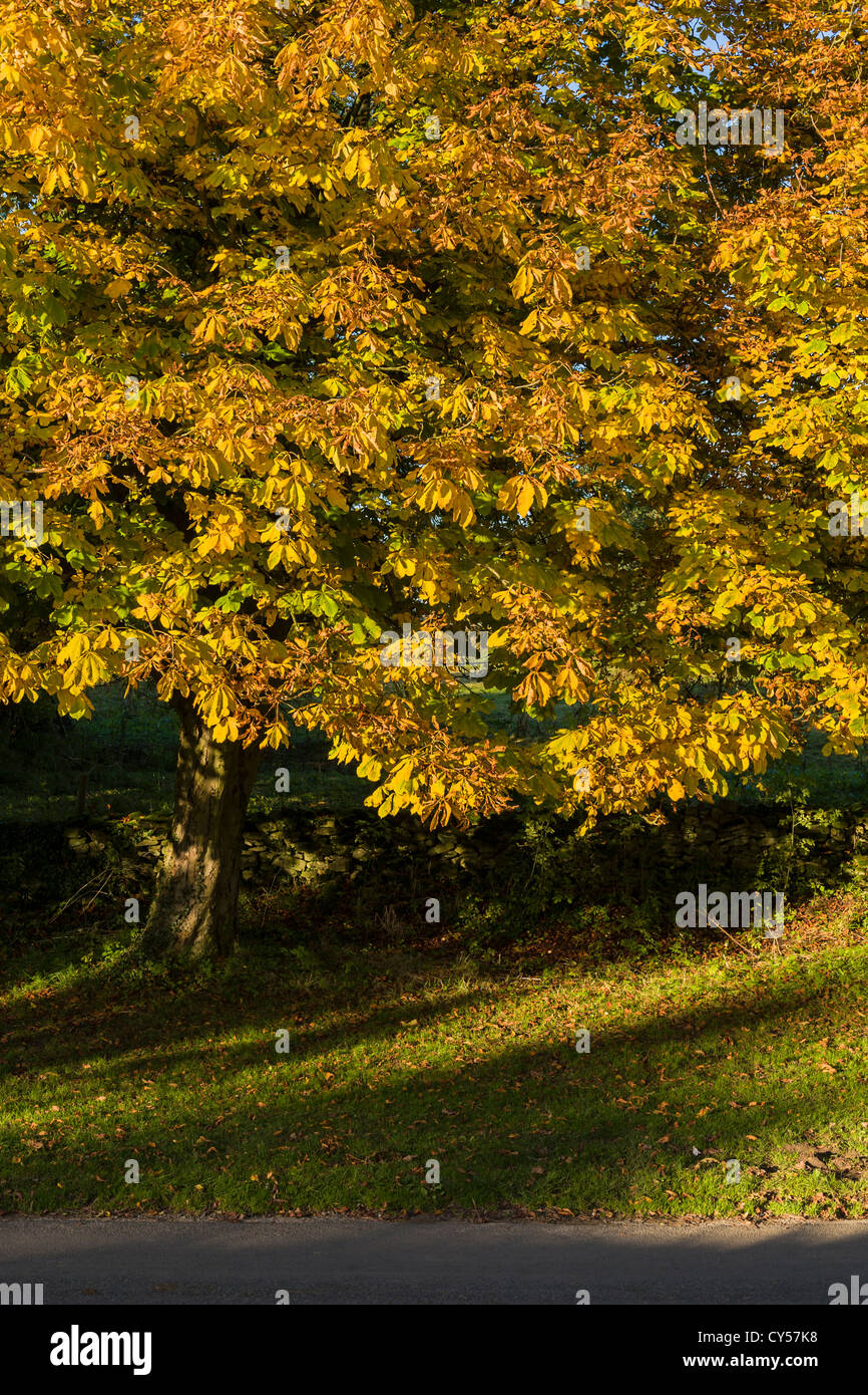 Horse Chestnut trees in Lockton, North Yorkshire, England Stock Photo ...