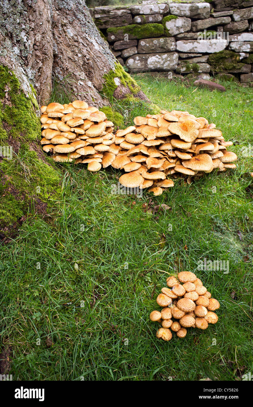 Clump of mushrooms hi-res stock photography and images - Alamy