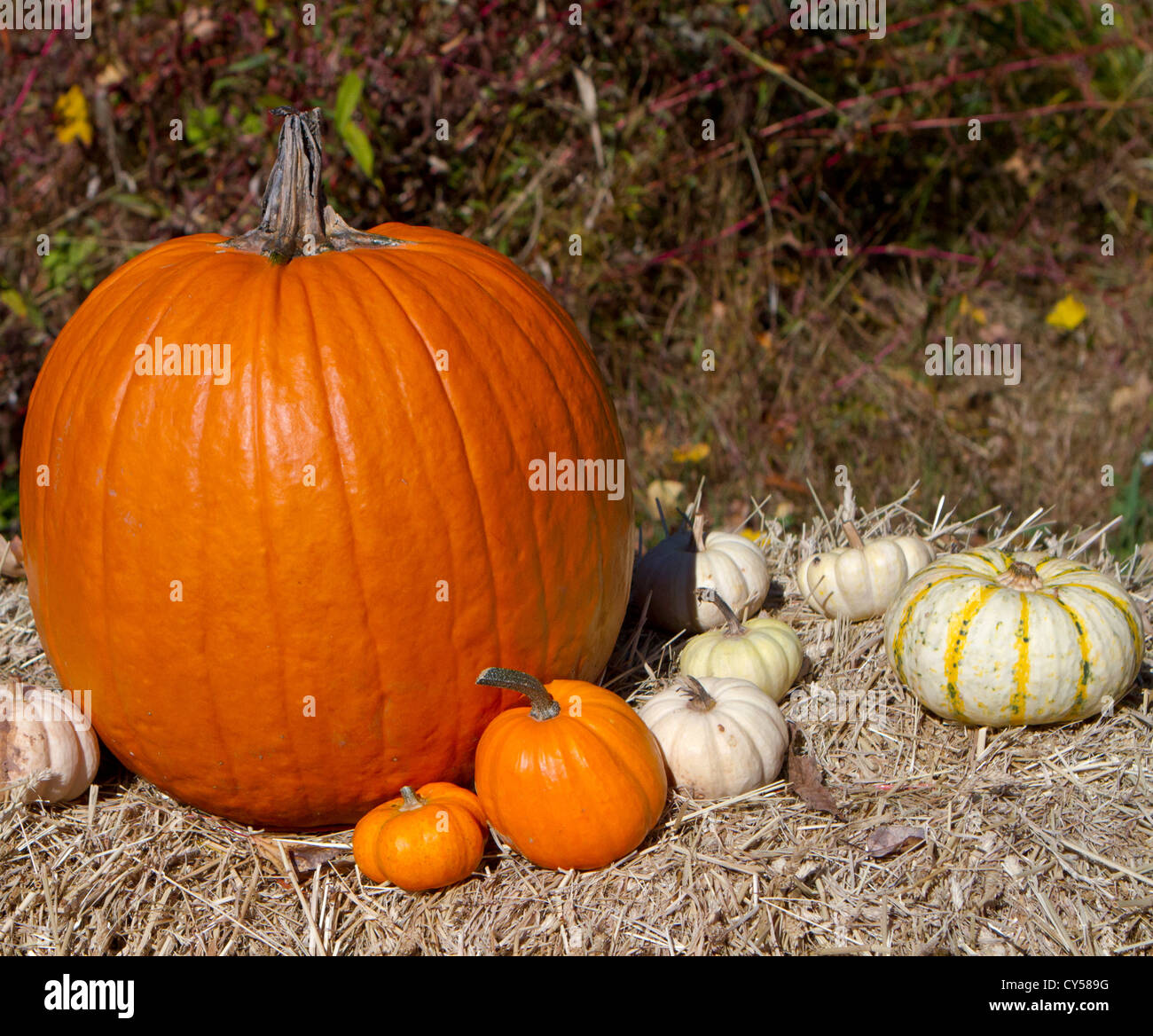 Small pumpkins hi-res stock photography and images - Alamy