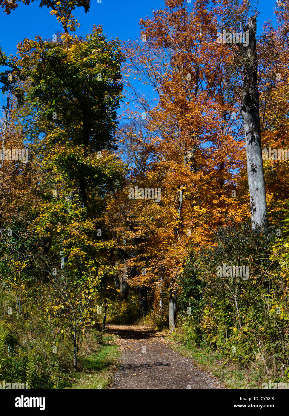 Path in the woods shot in autumn with fall colours colors Stock Photo ...