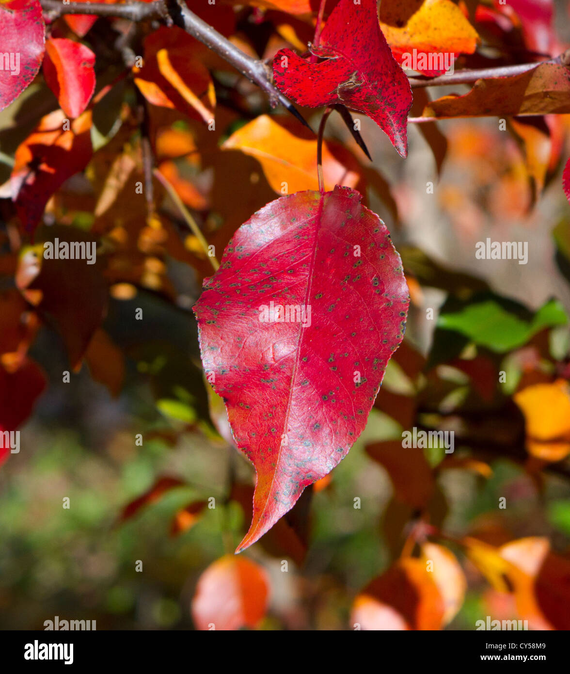 Dogwood Cornus single red autumn leaf Stock Photo - Alamy