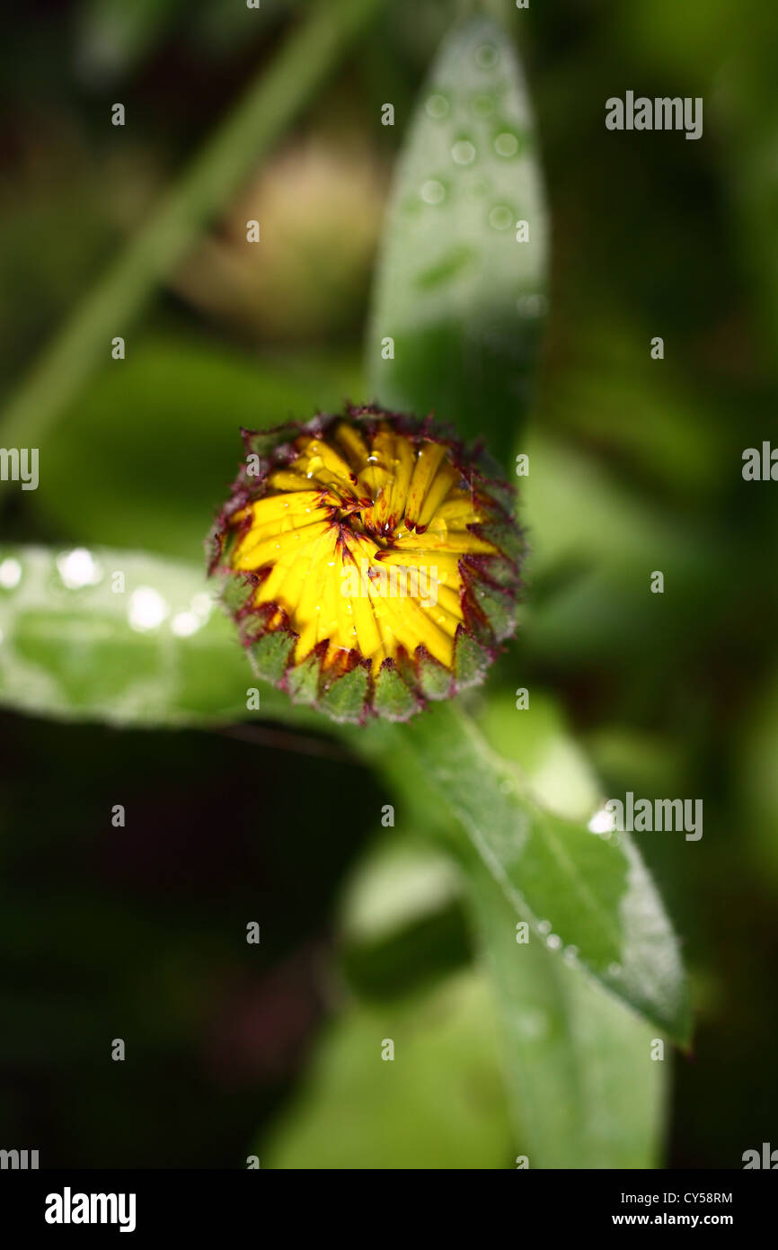Marigold flower and bud hi-res stock photography and images - Alamy