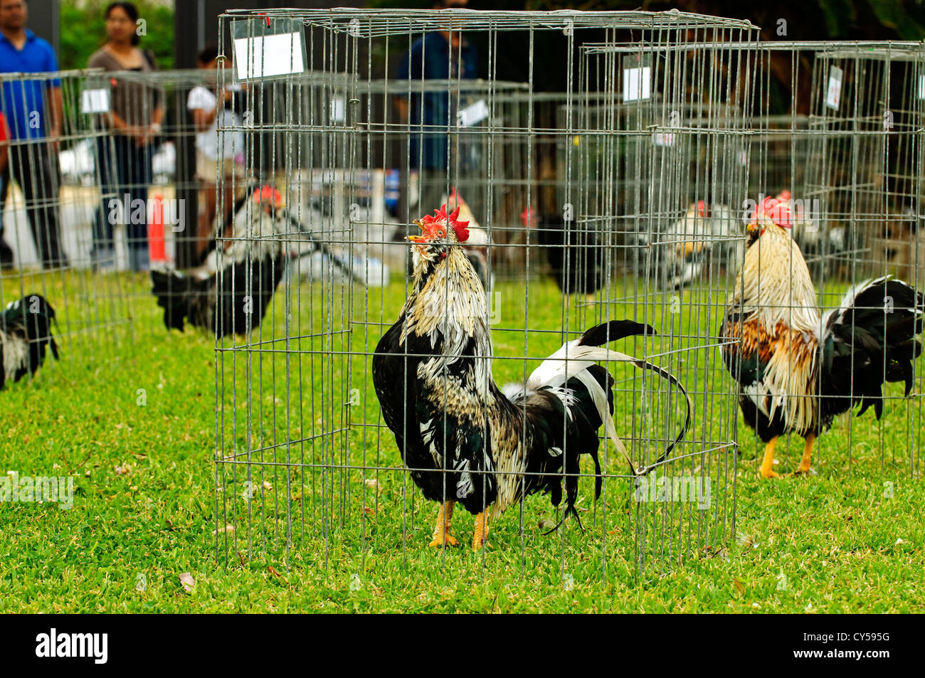 Some festivals in Okinawa also include a rooster crowing contest Stock ...