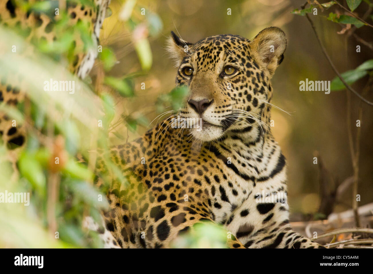 Jaguar (Panthera Onca) cub Stock Photo - Alamy