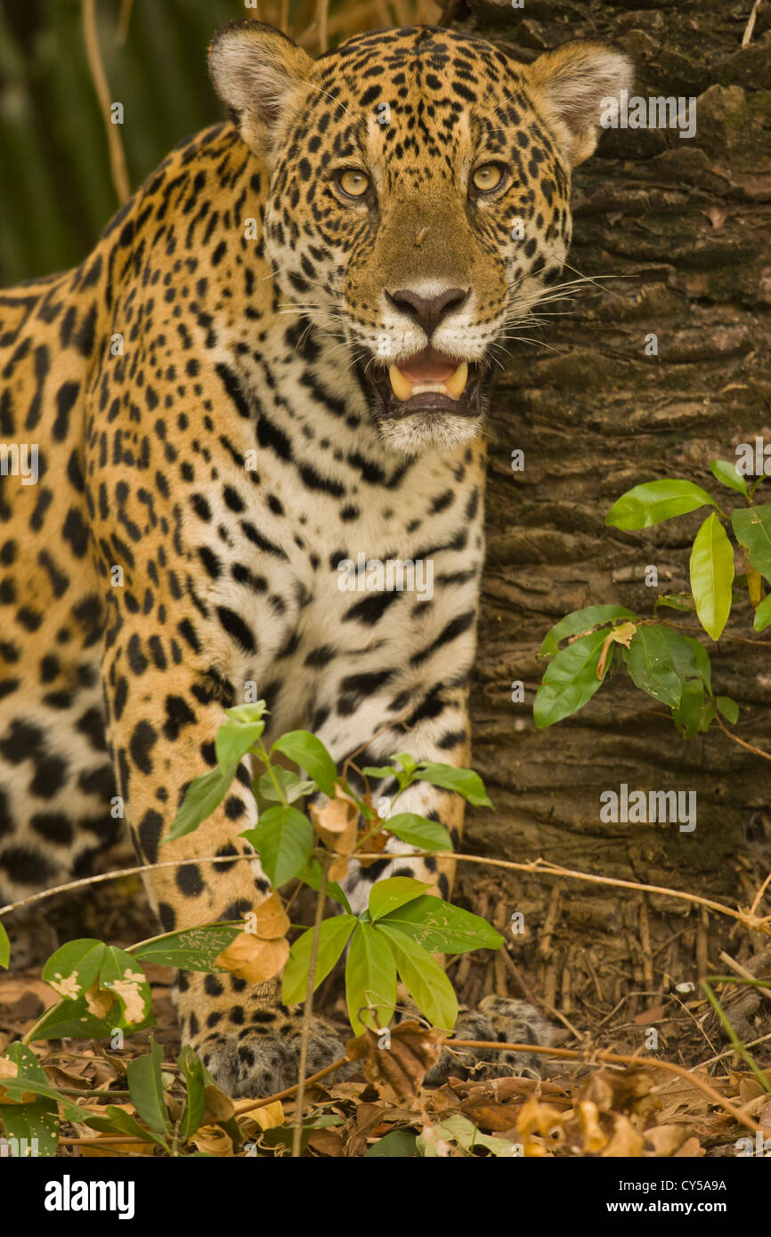 Jaguar (Panthera Onca Stock Photo - Alamy