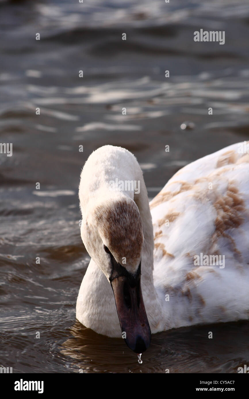 Swan drinking water Stock Photo - Alamy