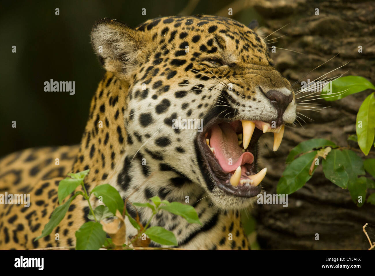 Jaguar With Open Mouth Showing Its Sharp Teeth Panthera Vtg. MCM 18"