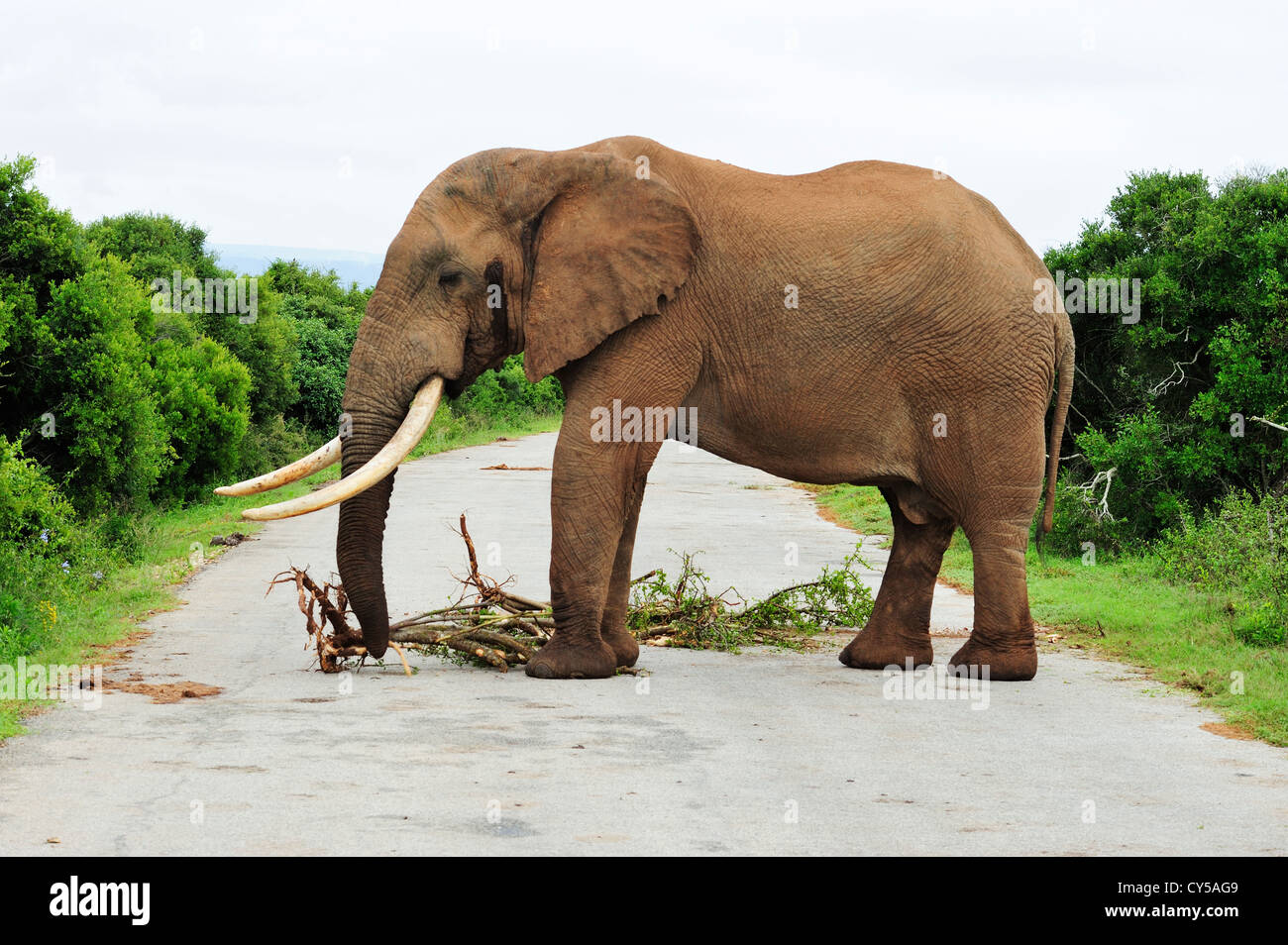 African bull elephant in Addo Elephant National Park, Eastern Cape ...
