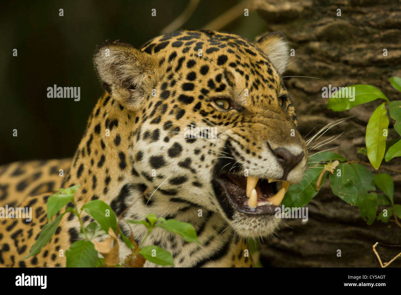 Jaguar teeth hi-res stock photography and images - Alamy