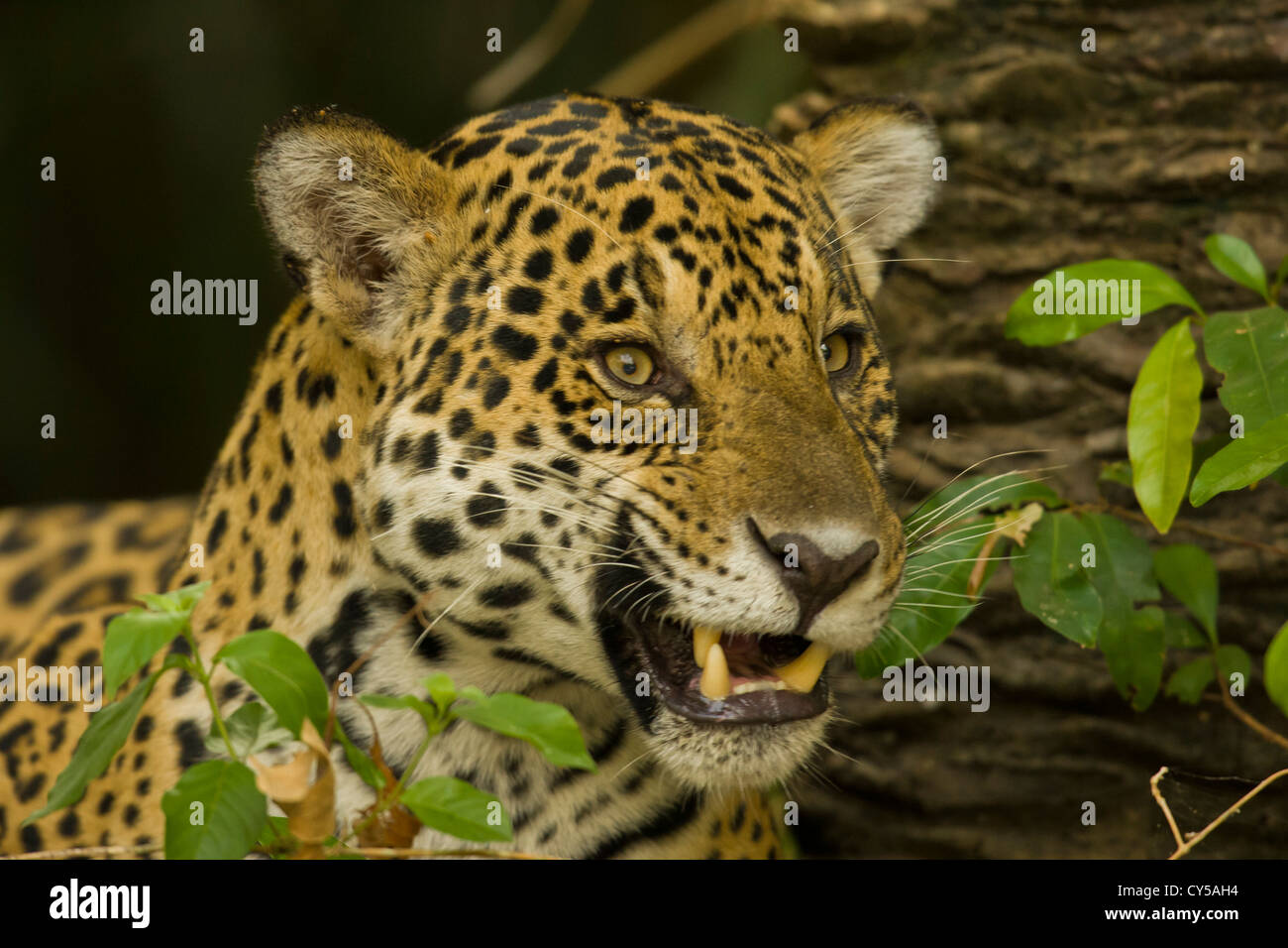Jaguar (Panthera Onca Stock Photo - Alamy