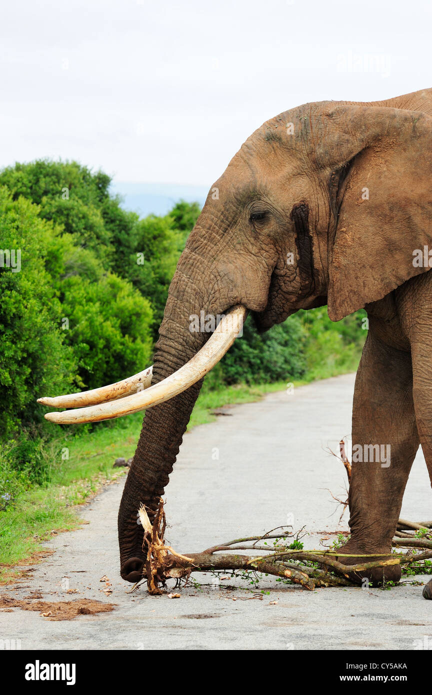 African bull elephant in Addo Elephant National Park, Eastern Cape ...