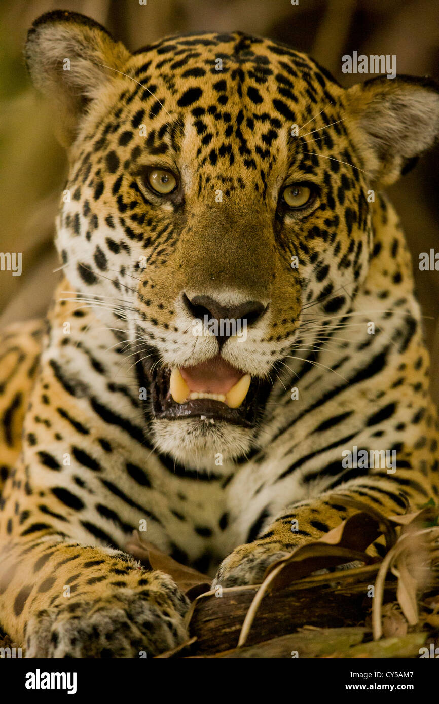 Jaguar (Panthera Onca Stock Photo - Alamy