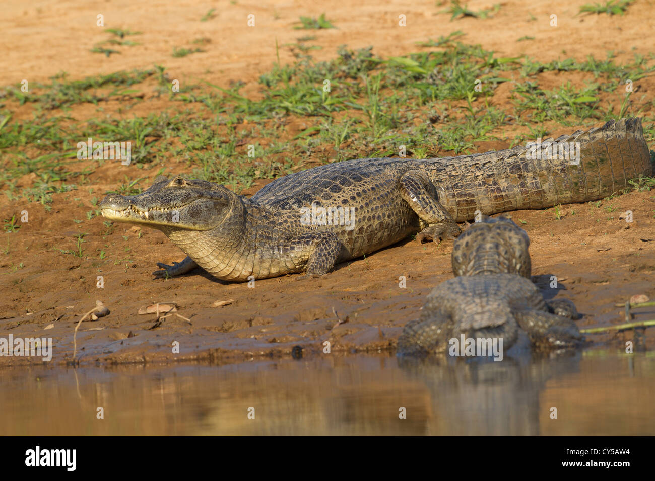 Spectacled Caiman (Caiman crocodilus), also known as white caiman or ...