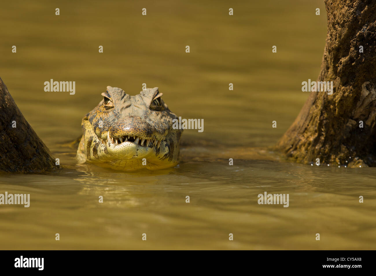 Spectacled Caiman (Caiman crocodilus), also known as white caiman or ...