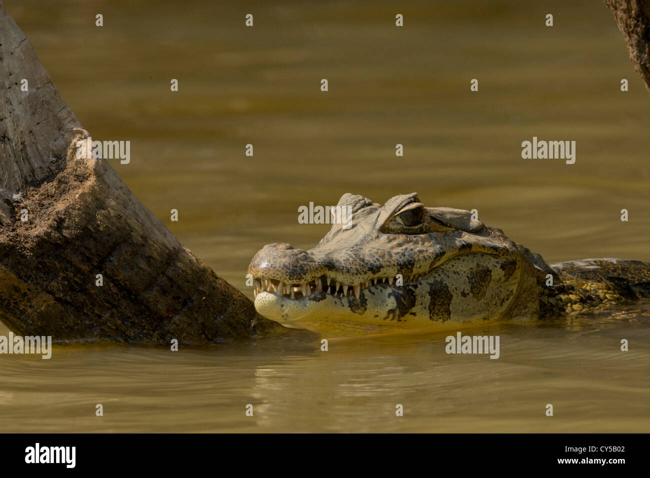 Spectacled Caiman (Caiman crocodilus), also known as white caiman or ...