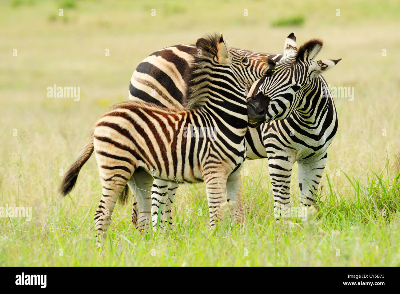 Female Burchell's zebra with foal in Addo Elephant National Park ...