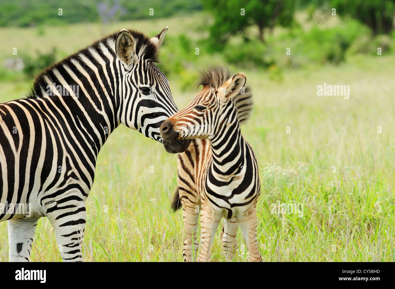 Female african plains zebra foal hi-res stock photography and images ...