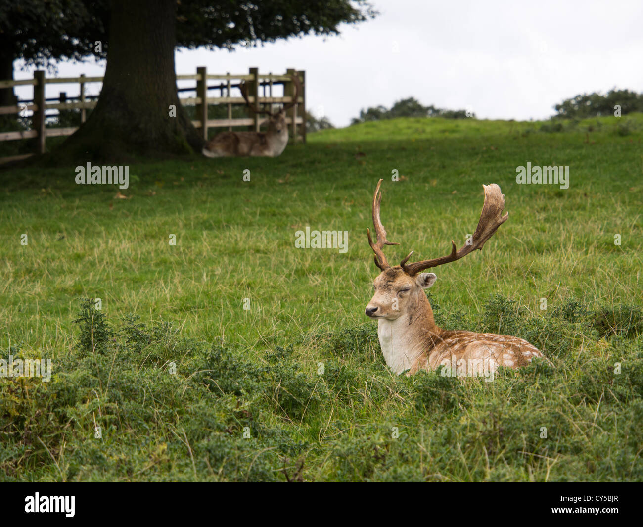 Deer sitting hi-res stock photography and images - Alamy