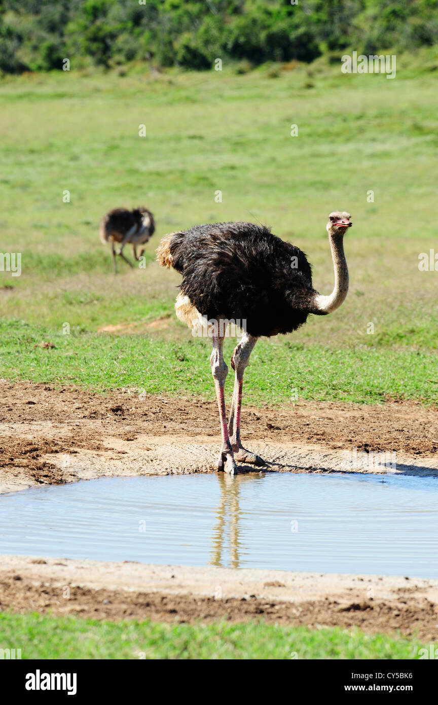 Ostrich drinking at water hole in Addo Elephant National Park, Eastern ...