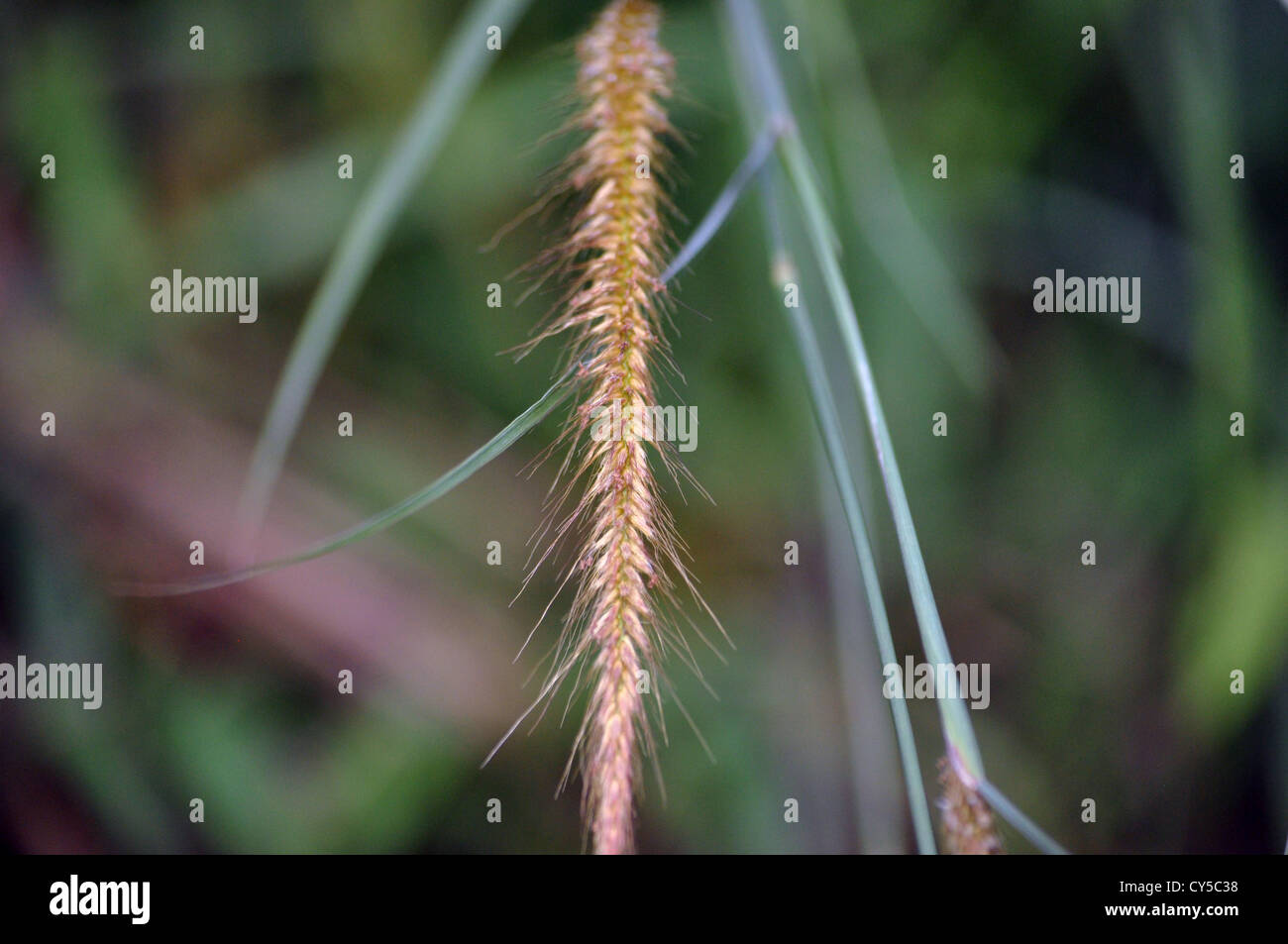 Gold coloured grass that gives Ponmudi Hills its name Stock Photo - Alamy