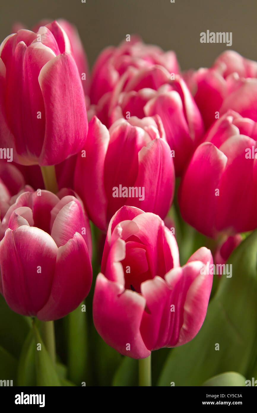 Pink Tulips flowers Stock Photo - Alamy