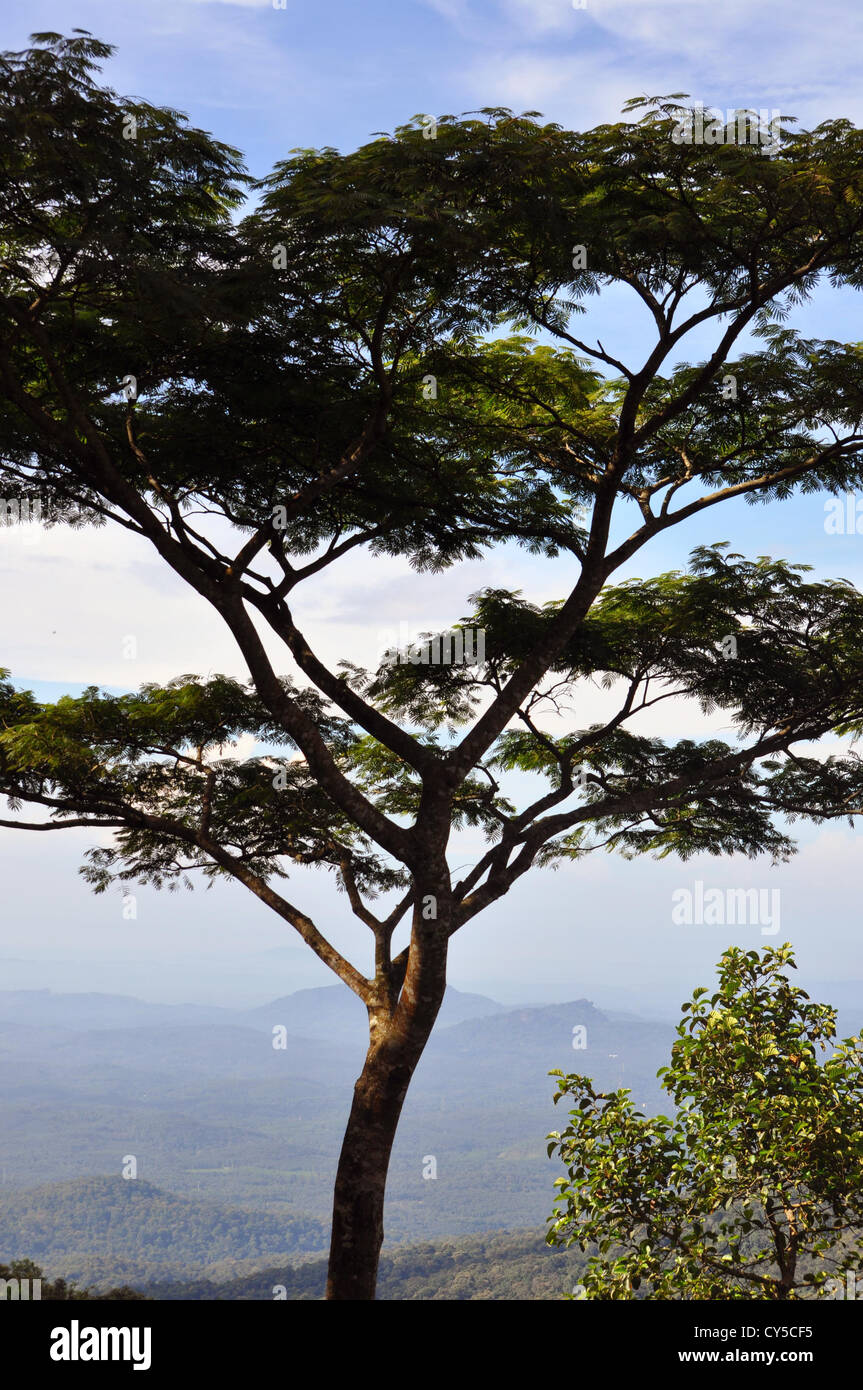 A tropical tree Stock Photo - Alamy