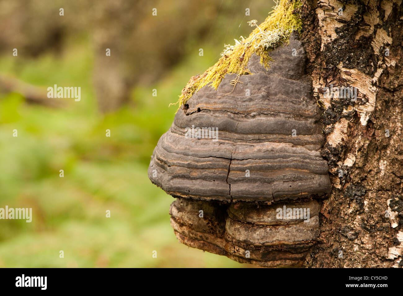 Hoof Fungus on Birch tree Stock Photo - Alamy