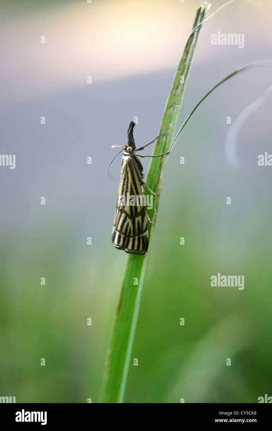 Moth pond hi-res stock photography and images - Alamy
