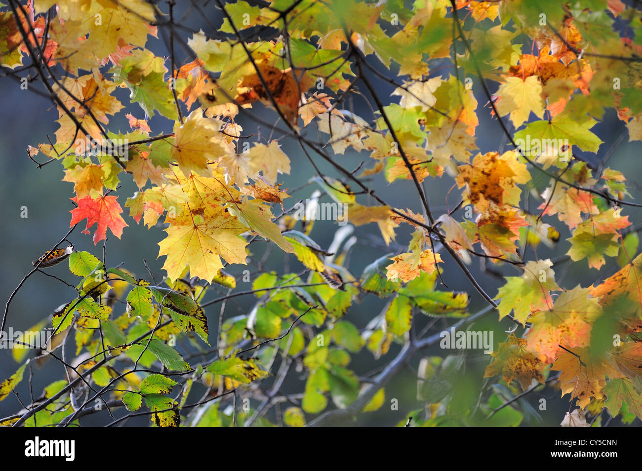 branches with differently colored autumn leaves Stock Photo - Alamy