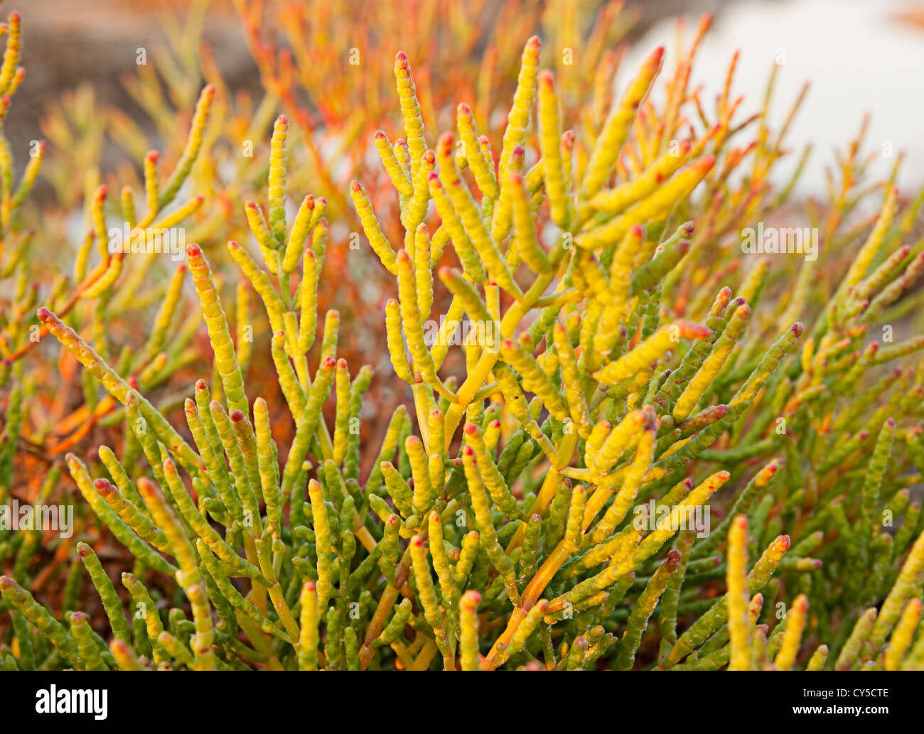 Halophyte plant hi-res stock photography and images - Alamy