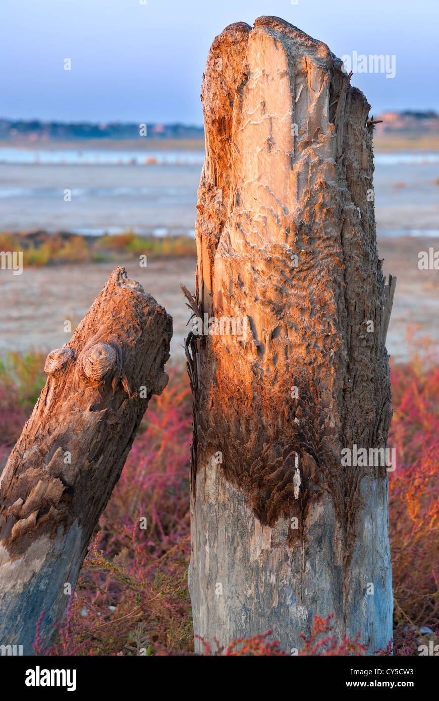 Old salty lake tree hi-res stock photography and images - Alamy