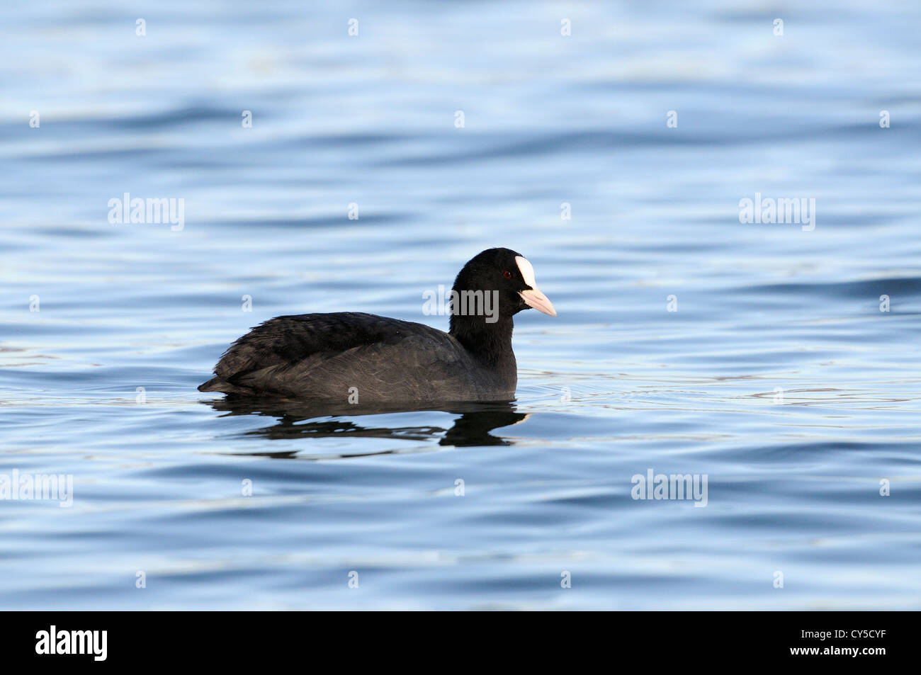 Eurasian Coot - Fulica atra on lake Stock Photo - Alamy