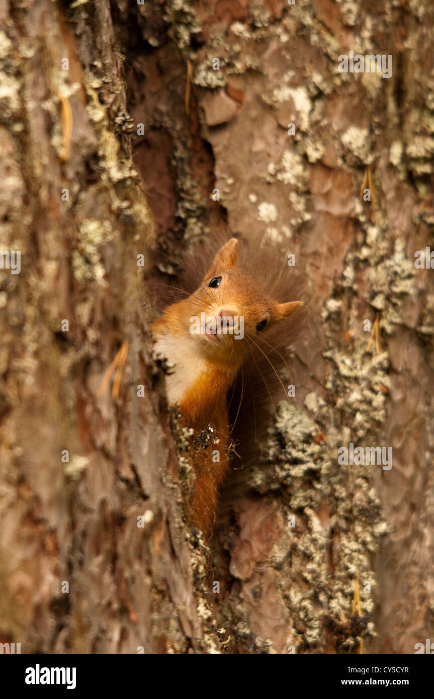 Red Squirrel up a pine tree Stock Photo - Alamy