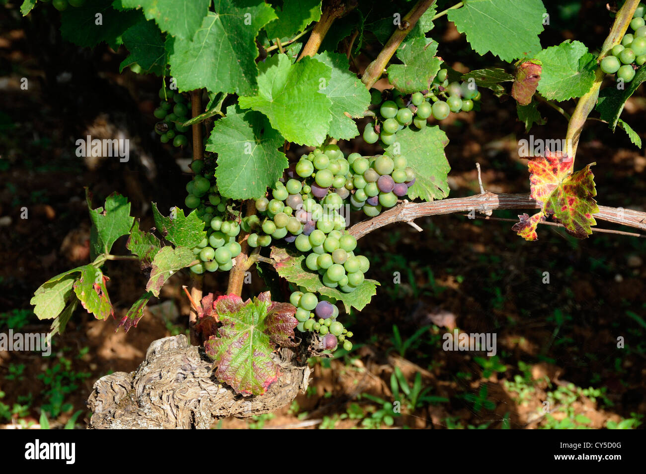Grapevine, Burgundy, France, Europe Stock Photo - Alamy