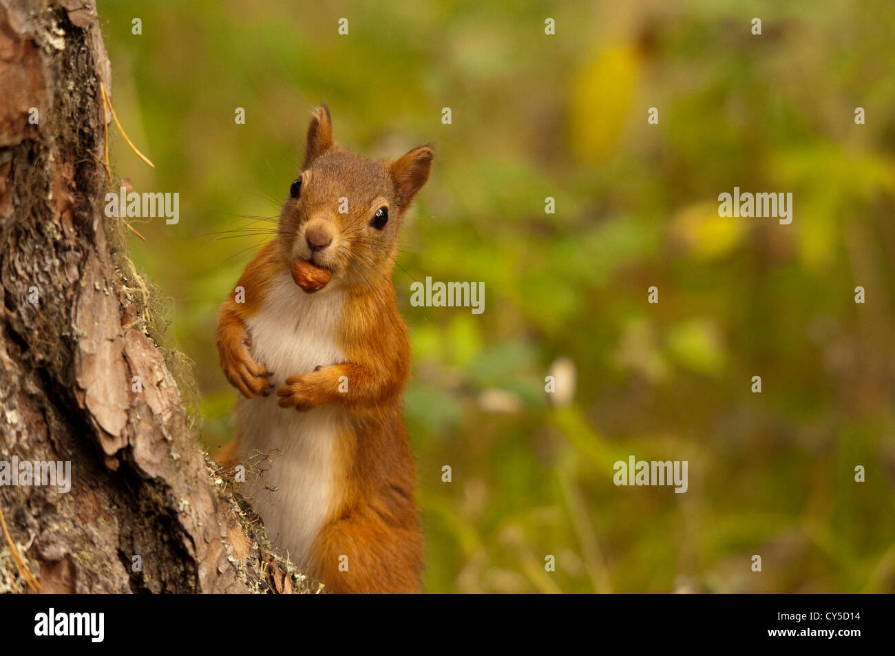 Red Squirrel with hazelnut Stock Photo - Alamy